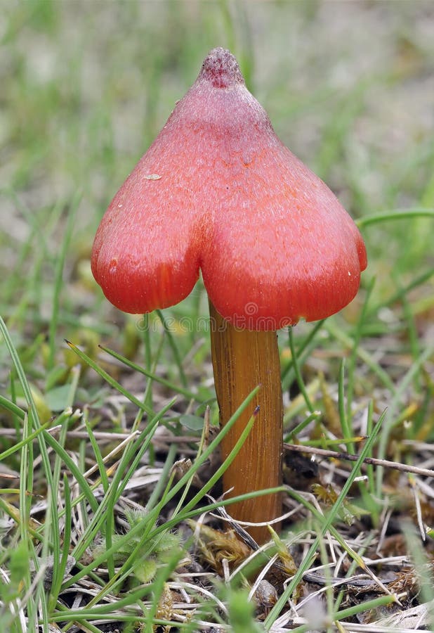 Butter Cap Fungi - Collybia Butyracea Stock Photo - Image of fall ...