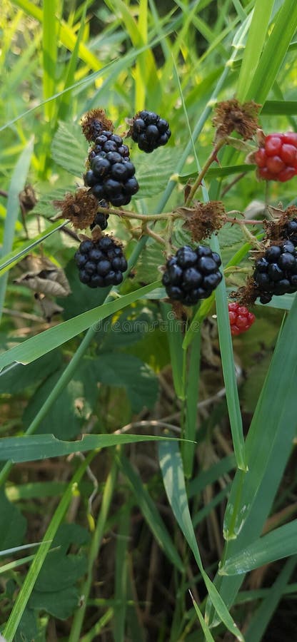 Blacker Berry Ymm Stock Photos - Free & Royalty-Free Stock Photos from ...