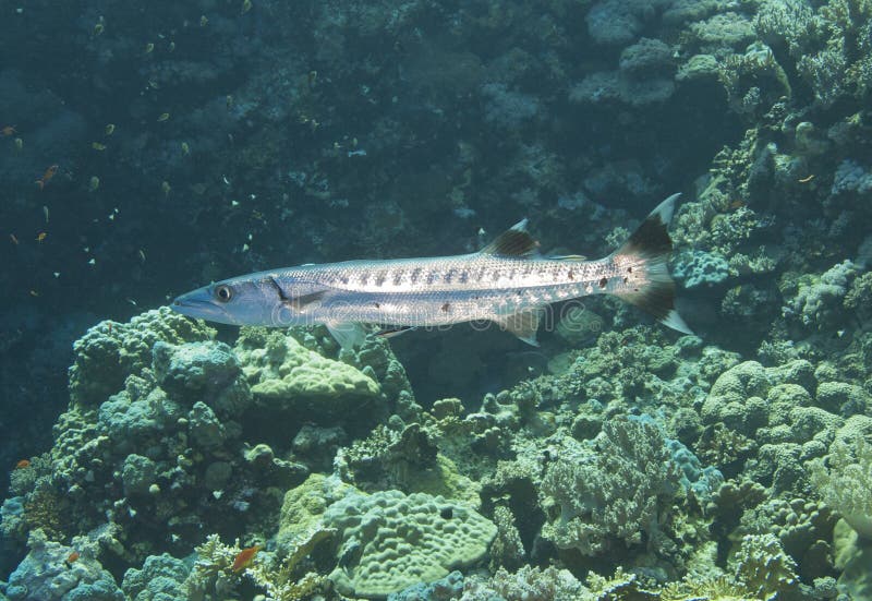 Blackfin Barracuda on a Reef Stock Image - Image of reef, nature: 25572107