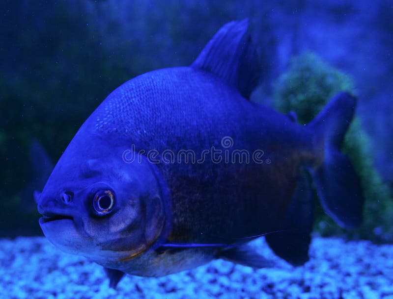 Blackfin pacu Fish stock photo. Image of head, black - 68423700