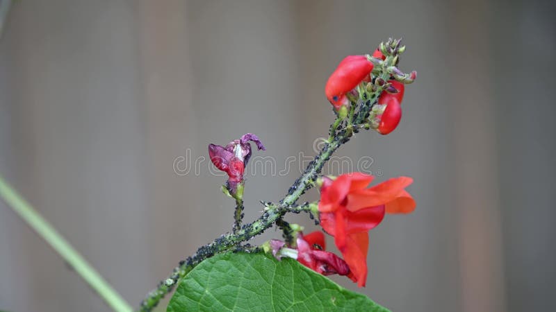 Runner Bean Petiole in Cross Section Stock Footage - Video of ...