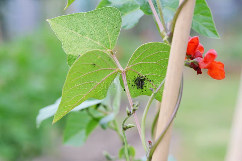 Blackfly Aphids on a Runner Bean Leaf Stock Image - Image of allotment ...