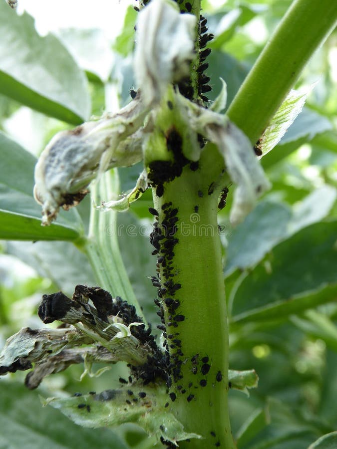 Blackfly Attacking Stem Stock Photos - Free & Royalty-Free Stock Photos ...