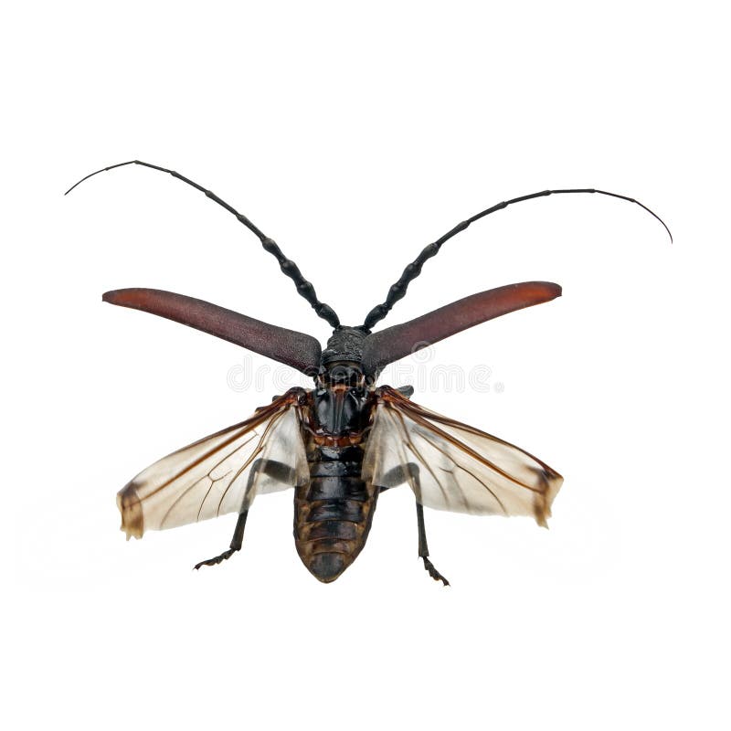 Horned beetle stock photo. Image of pattern, brown, abstract - 1004072