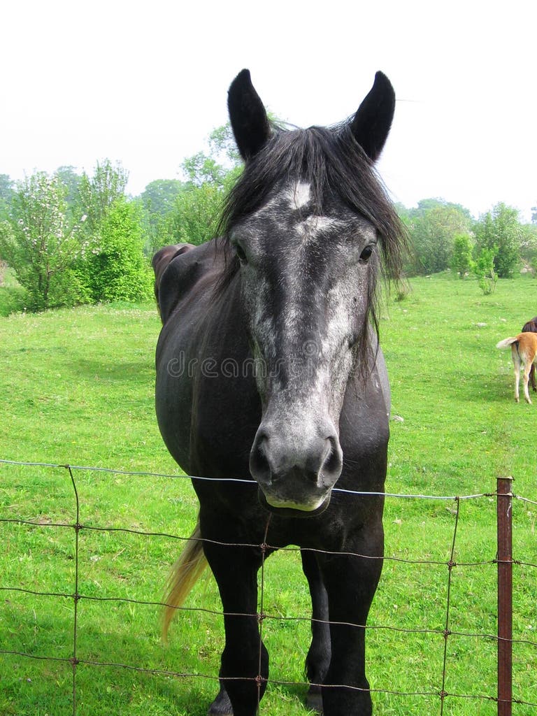 107 Blackhorse Car Stock Photos - Free & Royalty-Free Stock Photos from ...