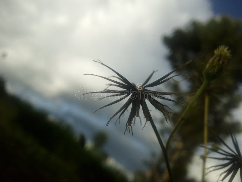 Blackjack Seeds Stock Photos - Free & Royalty-Free Stock Photos from ...