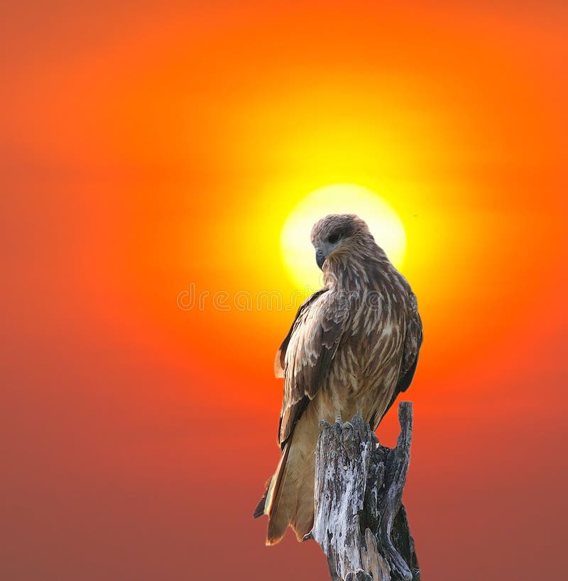 Blackkite stock image. Image of sitting, animal, color - 45537151