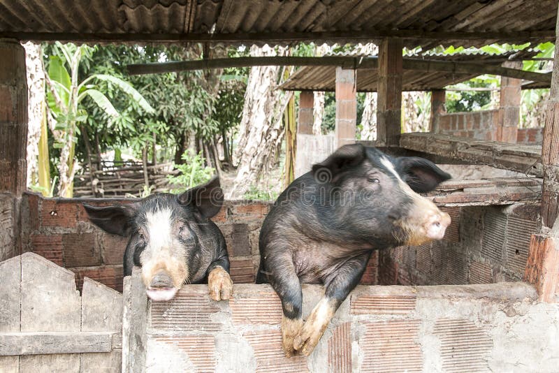 Blacks Breeding Pigs Stock Photos - Free & Royalty-Free Stock Photos ...