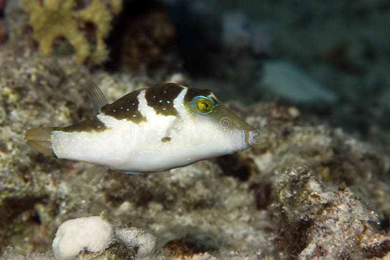 Pair of Rare Honeycomb Toby Puffer Fish Stock Photo - Image of diving ...