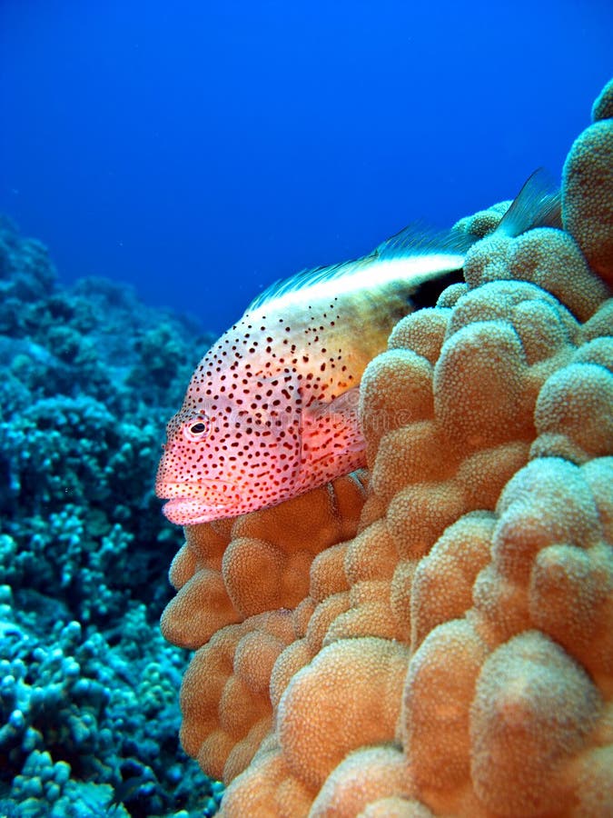 Blackside Hawkfish, Paracirrhites Forsteri, Undersea, Red Sea, Egypt ...