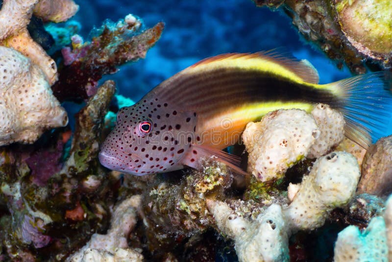 Blackside Hawkfish, Paracirrhites Forsteri, Undersea, Red Sea, Egypt ...