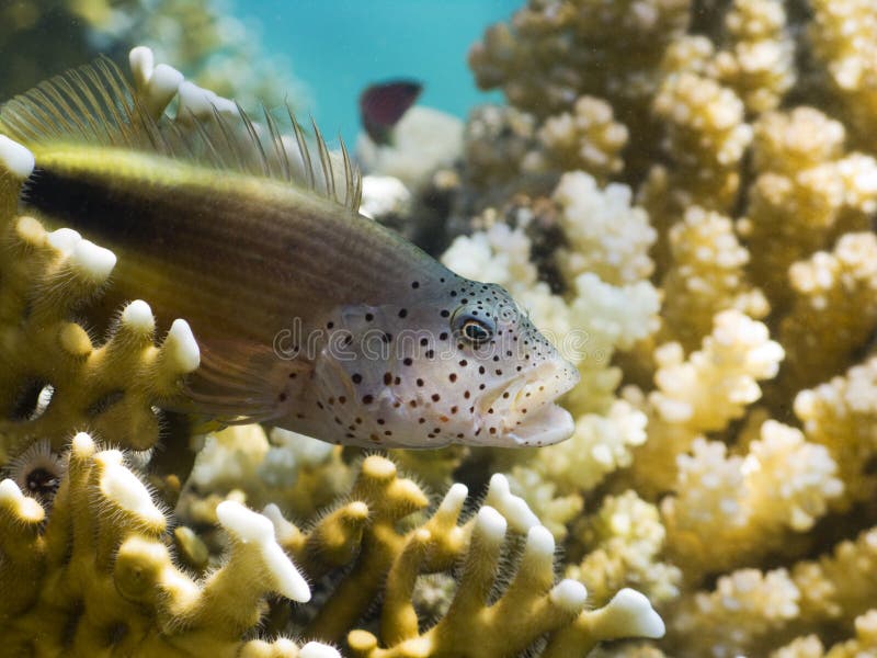 Blackside Hawkfish, Paracirrhites Forsteri, Undersea, Red Sea, Egypt ...