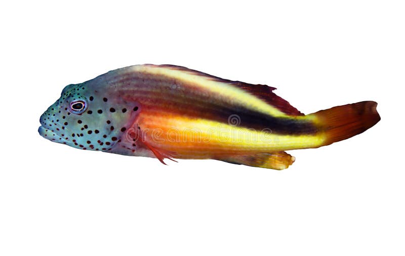 Blackside hawkfish stock photo. Image of underwater, blackside - 30628742