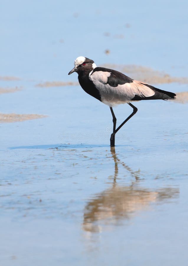 Blacksmith Lapwing stock image. Image of blacksmith, birds - 13217457