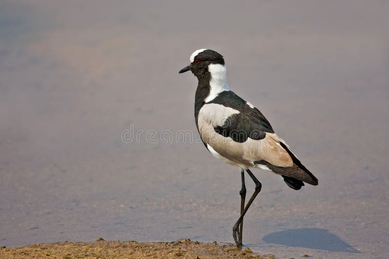 Blacksmith Lapwing Plover stock photo. Image of water - 8003250