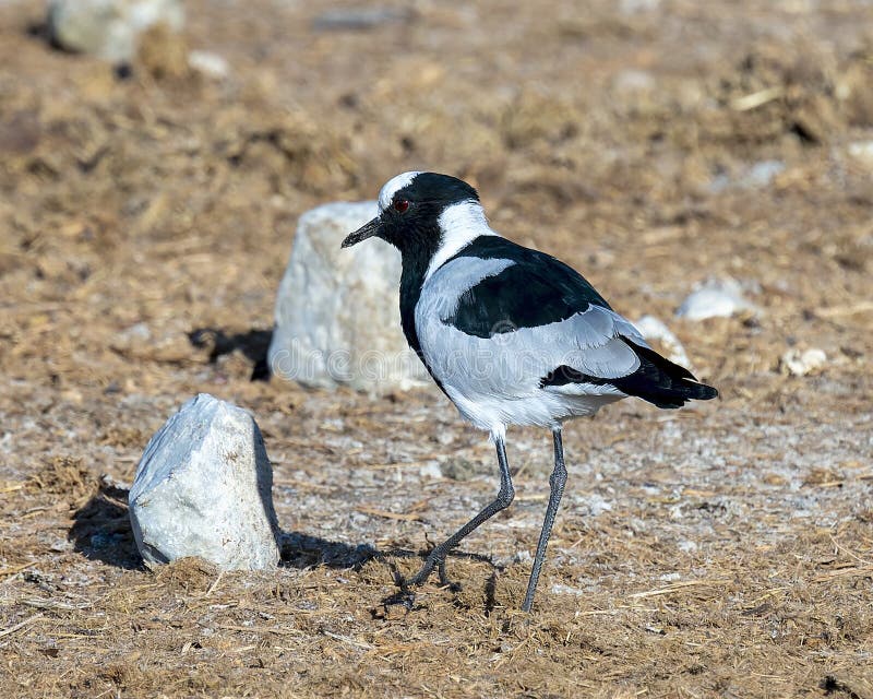 Blacksmith Lapwing Standing in Elephant Dung on a Beach at the Edge of the Chobe River Stock ...