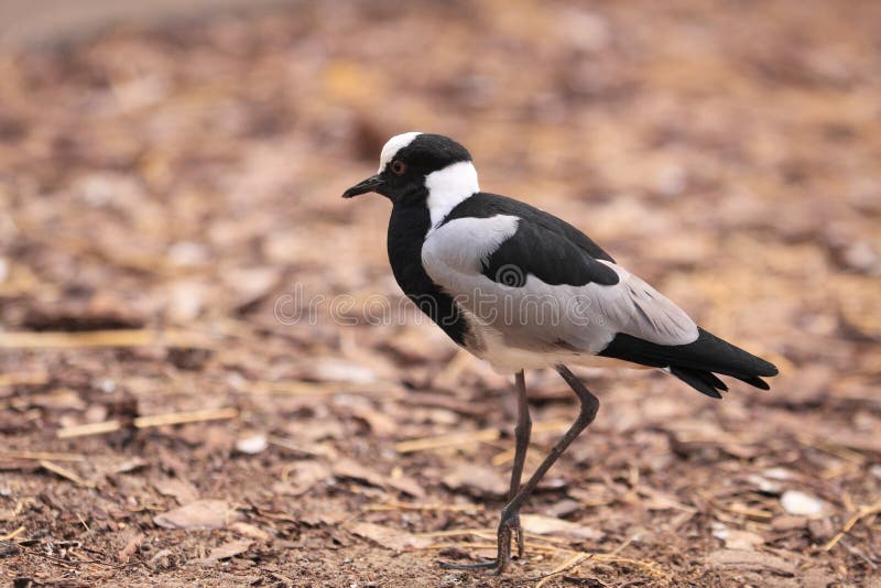 Blacksmith plover stock image. Image of lapwing, white - 28284397