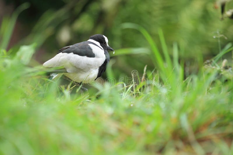 Blacksmith plover stock image. Image of lapwing, white - 28284397