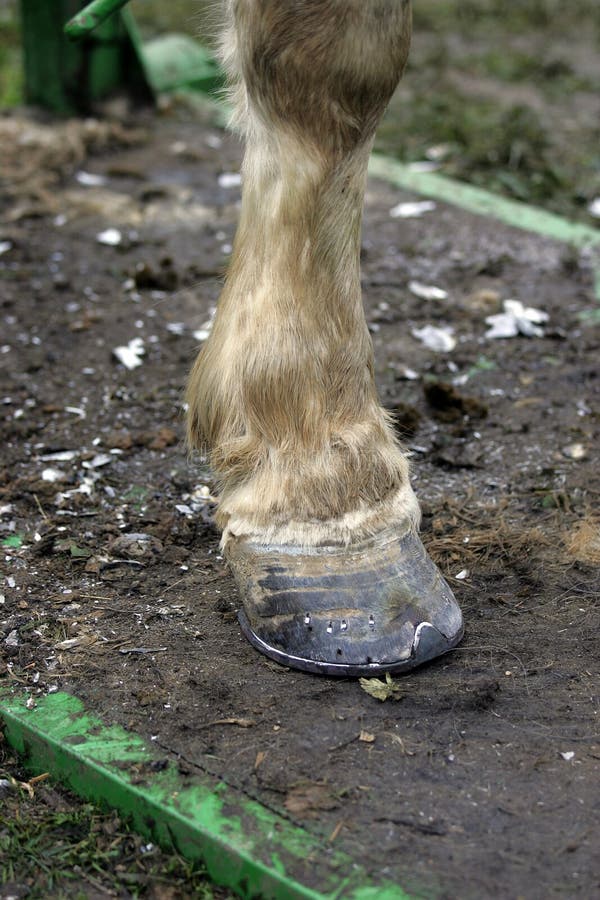 Blacksmith Shoeing Draft Horse Stock Photo - Image of animal, equidae ...