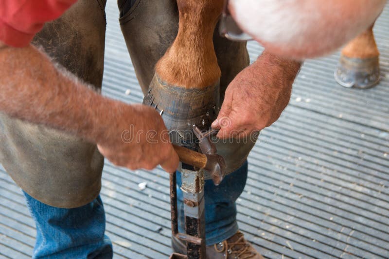 Blacksmith at work stock photo. Image of horses, blacksmith - 122004506