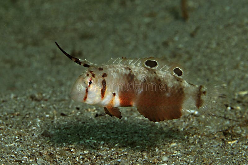 1+ Razorfish Free Stock Photos - StockFreeImages