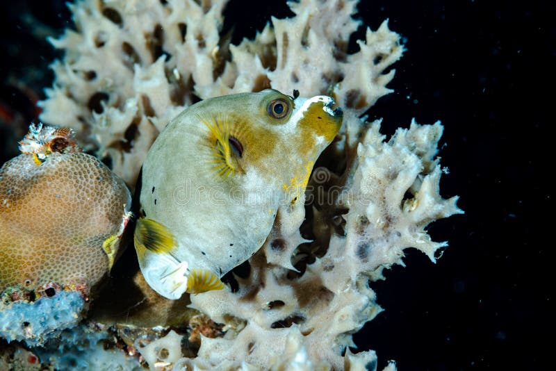 Blackspotted Puffer Arothron Nigropunctatus Stock Photo - Image of lens ...