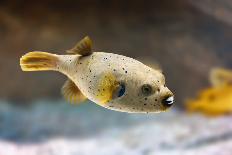 Blackspotted Puffer Fish or Dog-faced Puffer Stock Photo - Image of ...