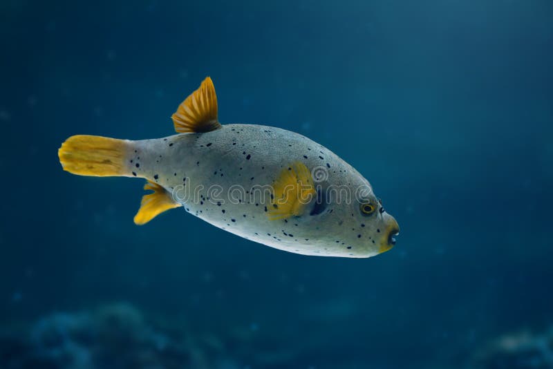Blackspotted Puffer Fish or Dog-faced Puffer Stock Image - Image of ...