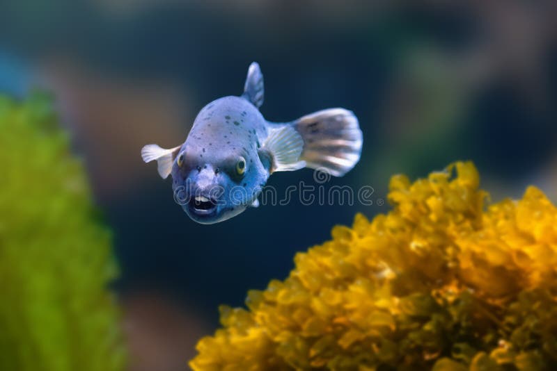Blackspotted Puffer Fish or Dog-faced Puffer Stock Image - Image of ...