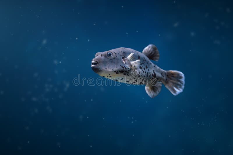 Blackspotted Puffer Fish or Dog-faced Puffer Stock Photo - Image of ...