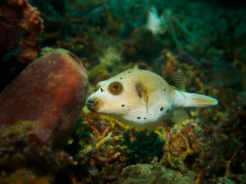Blackspotted Pufferfish stock photo. Image of close, color - 83333922