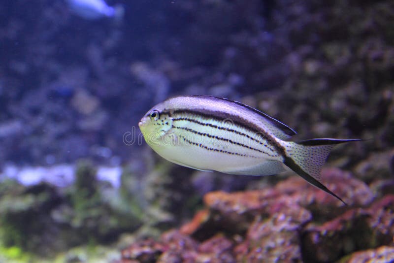 Lamarck`s Angelfish, Genicanthus Lamarck - Tropical Sea and Ocean Fish ...