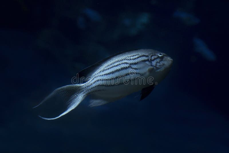 Blackstriped Angelfish Genicanthus Lamarck. Stock Photo - Image of ...