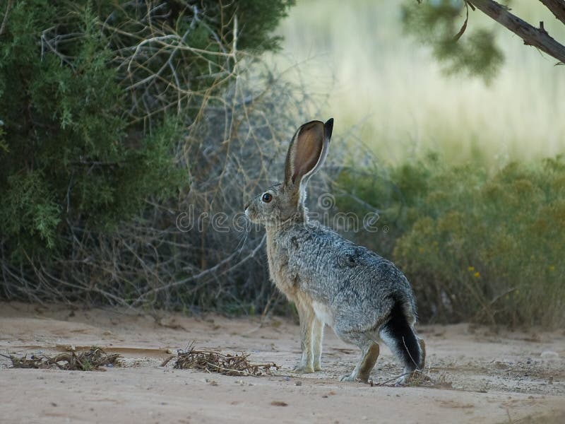 Desert Jackrabbit in Saguaro National Park Stock Image - Image of ...