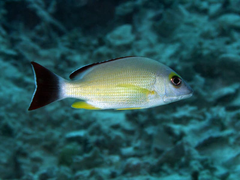 Juvenile Gray Snapper-Lutjanus Griseus Stock Photo - Image of ...