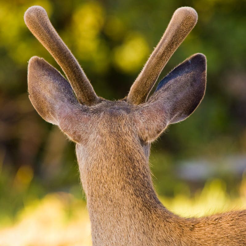 Blacktail Stag in Velvet stock image. Image of closeup - 14924173