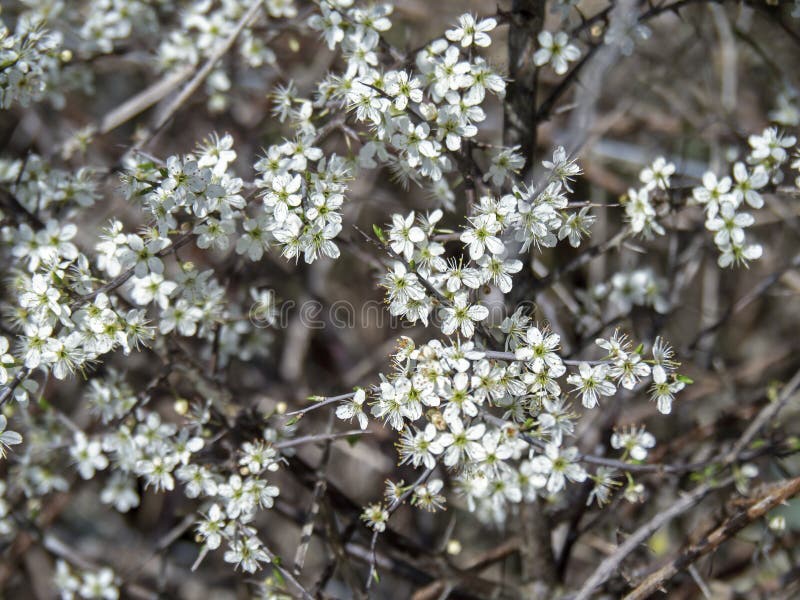 Blackthorn Blossom in a Hedgerow in Spring Stock Photo - Image of tree ...