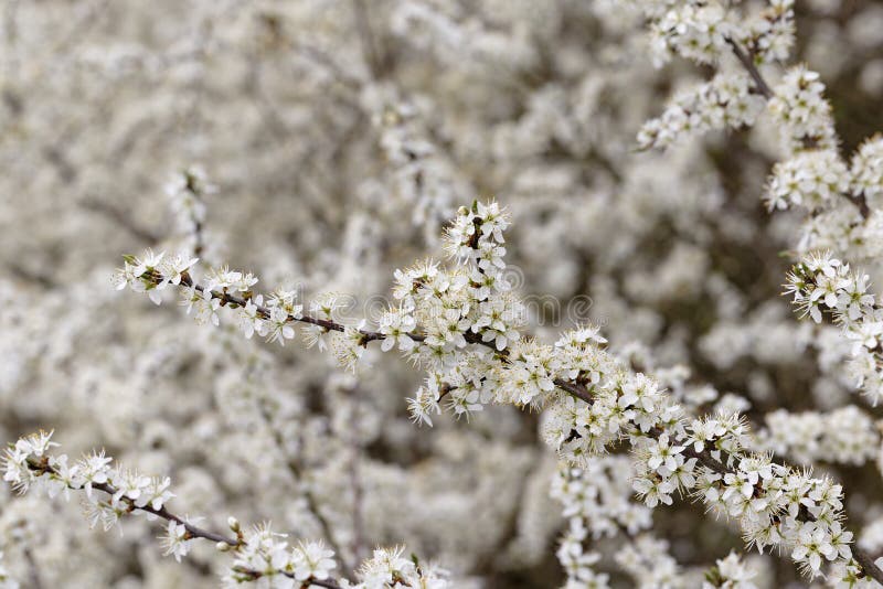 Blackthorn Bush ( Prunus Spinosa ) in Springtime with Blooming Branches ...