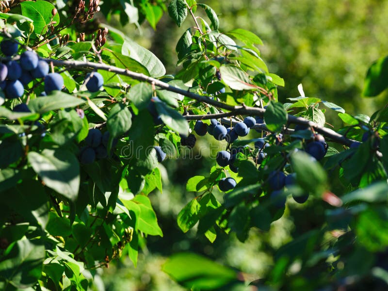 Blackthorn Fruits Prunus Spinosa Growing on Tree Branches Stock Image ...