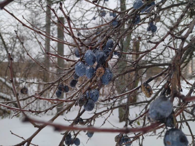 Blackthorn in November stock photo. Image of plant, tree - 262515804