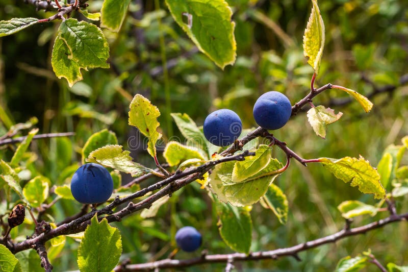 Blackthorn Prunus Spinosa, Also Known As Blackthorn Stock Photo - Image ...