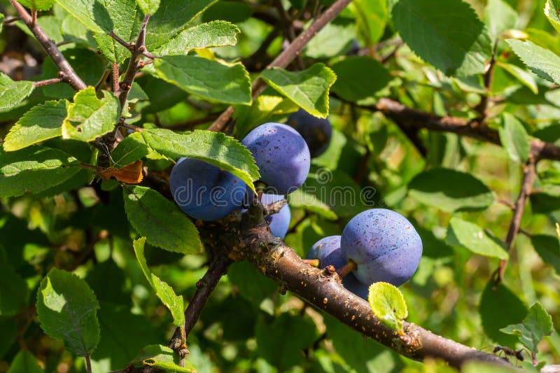 Blackthorn Prunus Spinosa, Also Known As Blackthorn Stock Image - Image ...