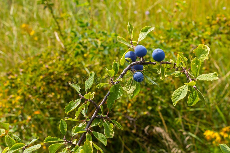 Blackthorn Prunus Spinosa, Also Known As Blackthorn Stock Photo - Image ...