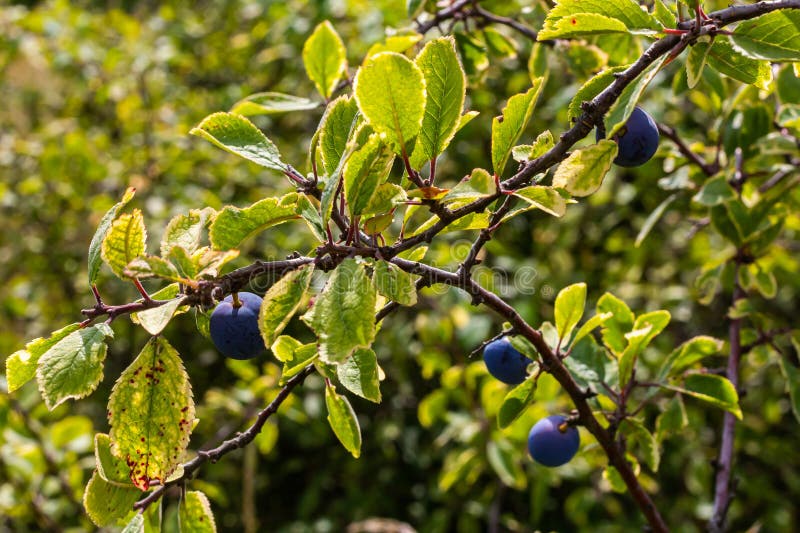Blackthorn Prunus Spinosa, Also Known As Blackthorn Stock Photo - Image ...