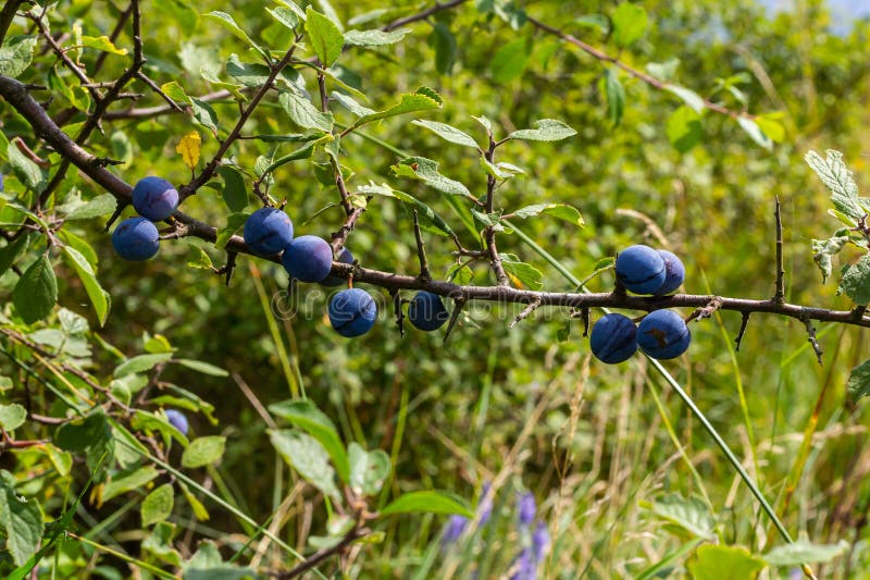 Blackthorn Prunus Spinosa, Also Known As Blackthorn Stock Image - Image ...