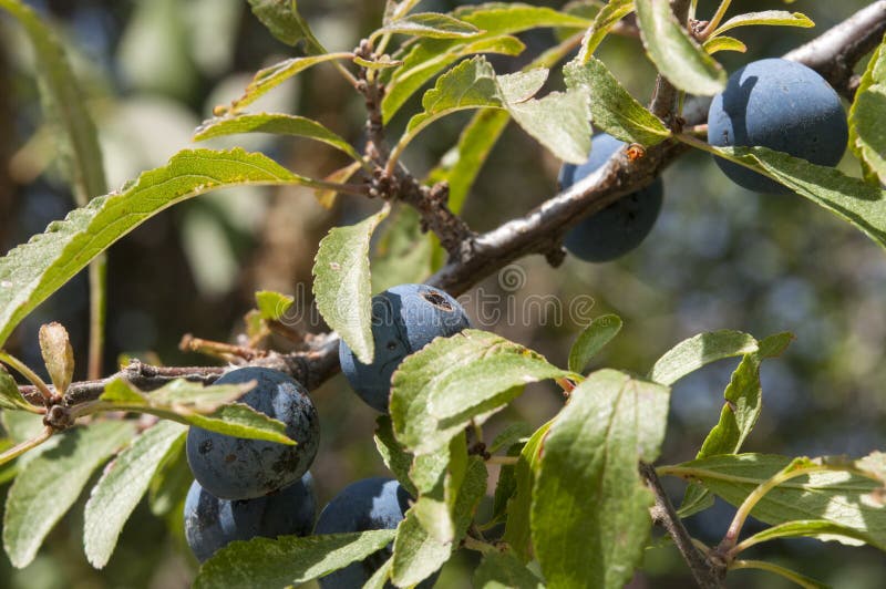 Blackthorn, Prunus spinosa stock photo. Image of prunus - 43840552