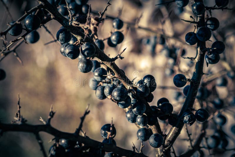 Blackthorn, Sloe at a Bush. Closeup Stock Image - Image of grape, leaf ...