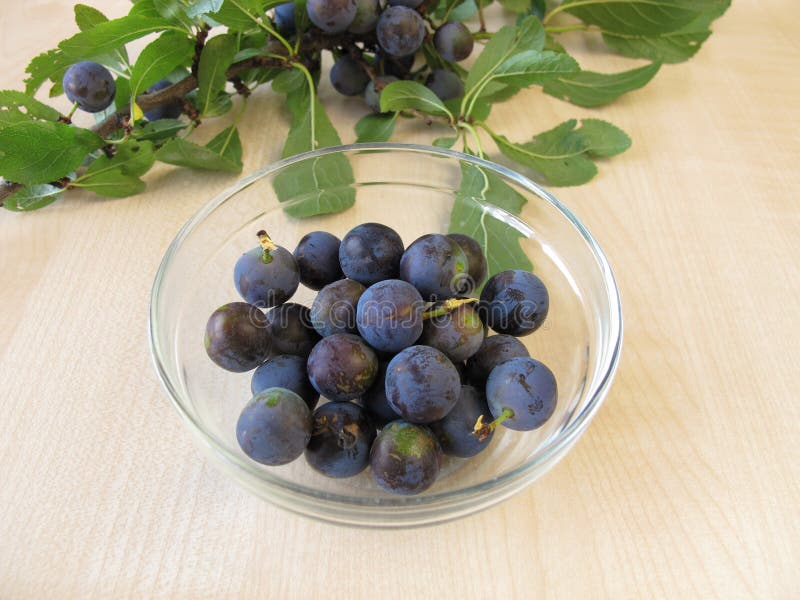 Blackthorn Twig an a Bowl of Sloe Fruits Stock Image - Image of grape ...