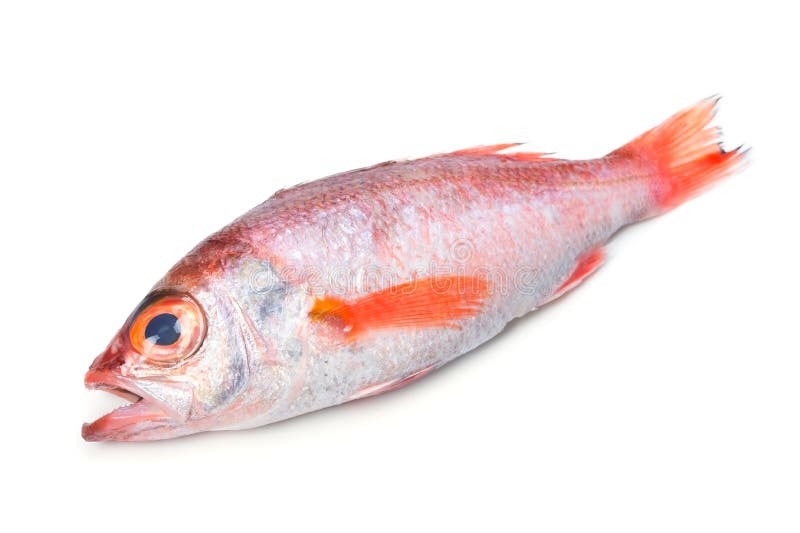 Blackthroat seaperch stock photo. Image of fish, cook - 27372648