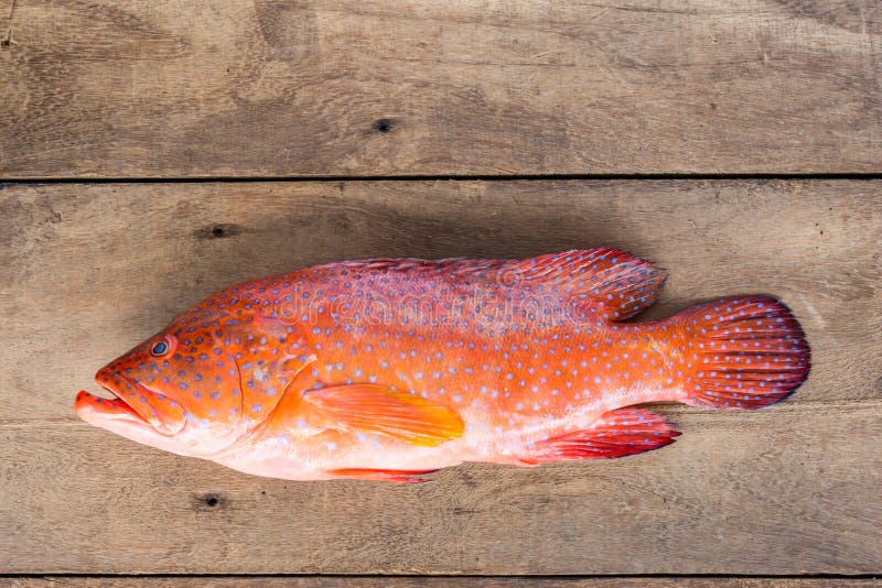3,687 Grouper Red Fish Stock Photos - Free & Royalty-Free Stock Photos ...